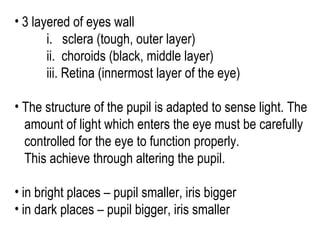 2 sense organ and their function the eyes | PPT