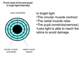 2 sense organ and their function the eyes | PPT | Free Download