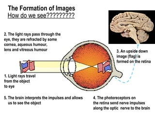 2 sense organ and their function the eyes | PPT