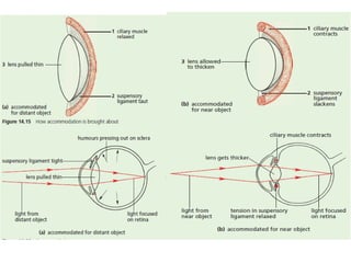 2 sense organ and their function the eyes | PPT | Free Download