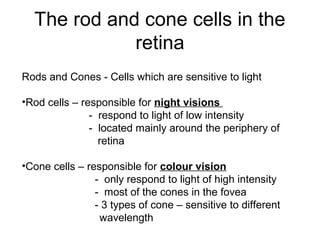 2 sense organ and their function the eyes | PPT