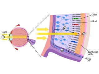 2 sense organ and their function the eyes | PPT | Free Download