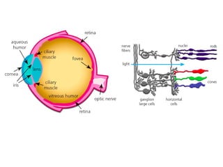 2 sense organ and their function the eyes | PPT | Free Download