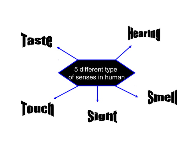 2 sense organ and their function the eyes | PPT | Free Download