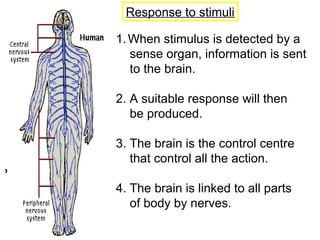 2 sense organ and their function the eyes | PPT