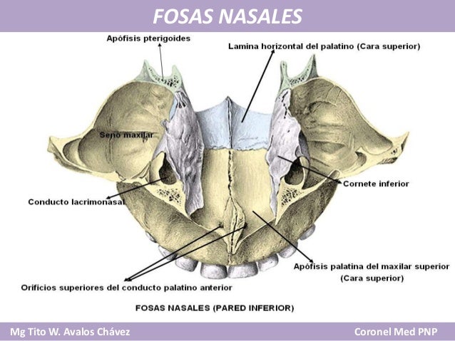 2° sesión regiones comunes