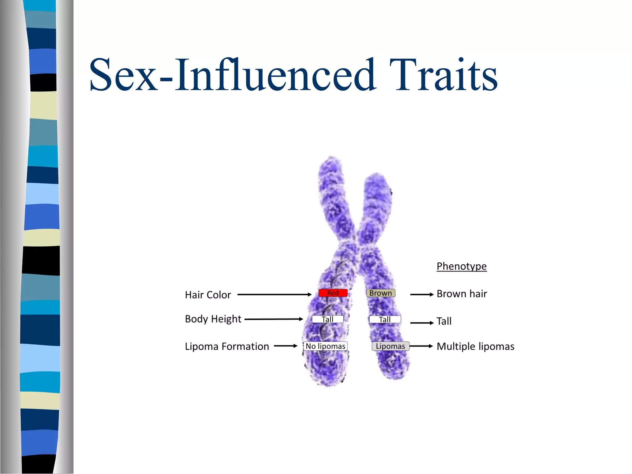 Sex influenced Traits | PPT