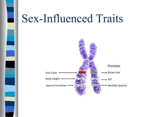 Sex influenced Traits | PPT