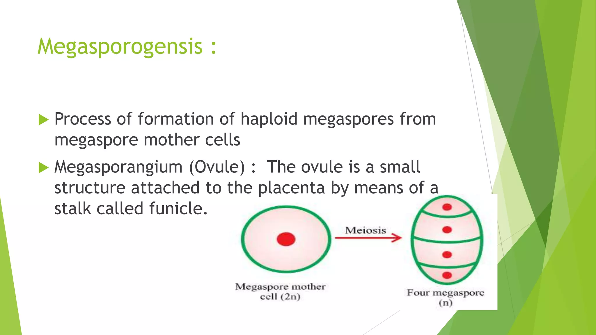 2 sexual reproduction in flowering plants | PPTX