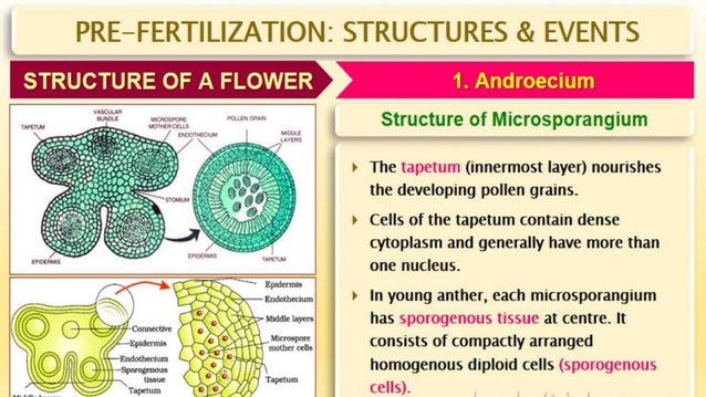 2 Sexual Reproduction Ppt Part 1pptx 