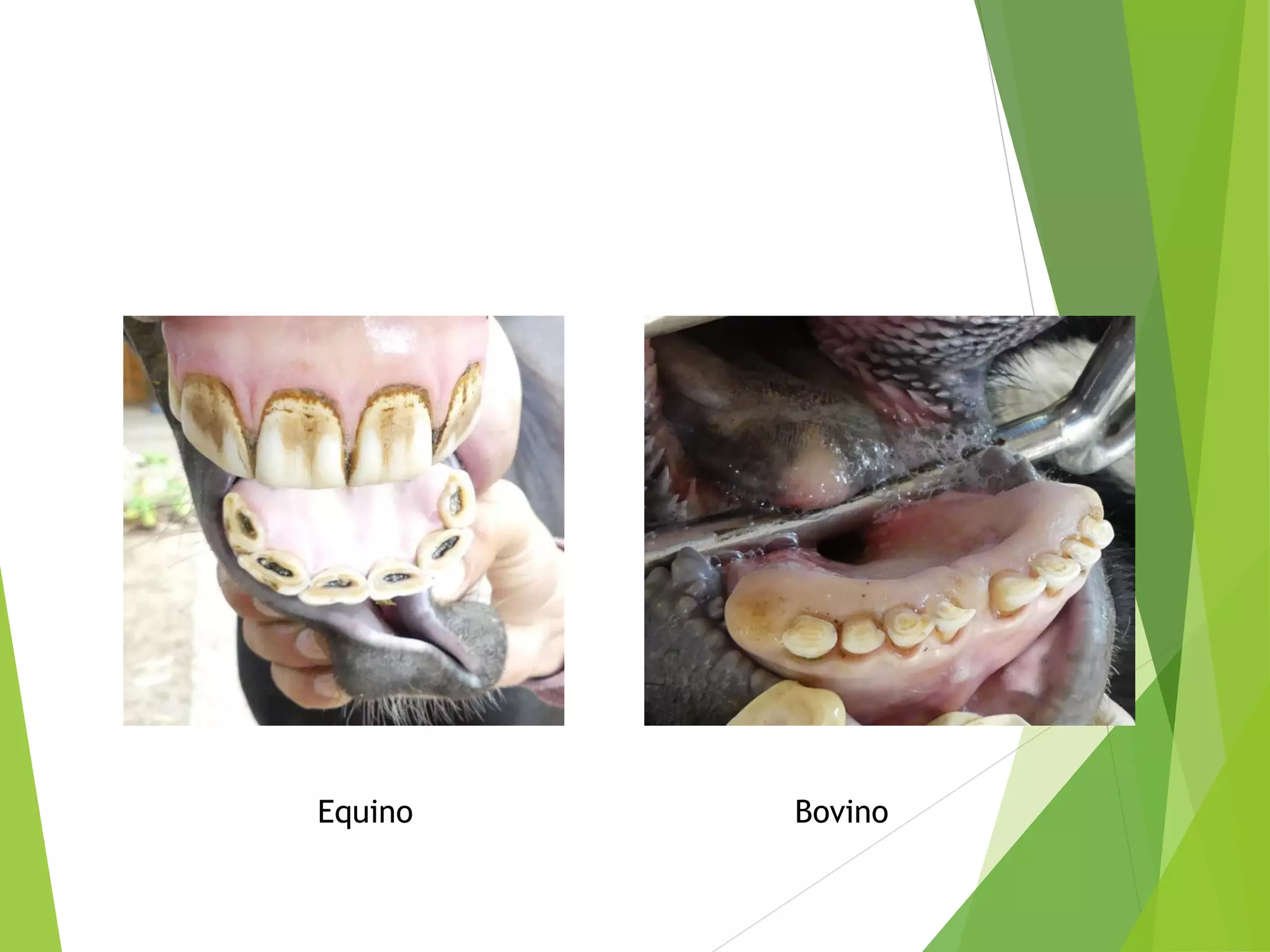 2 sistema respiratorio y digestivo de cabeza y cuello de equino y ...
