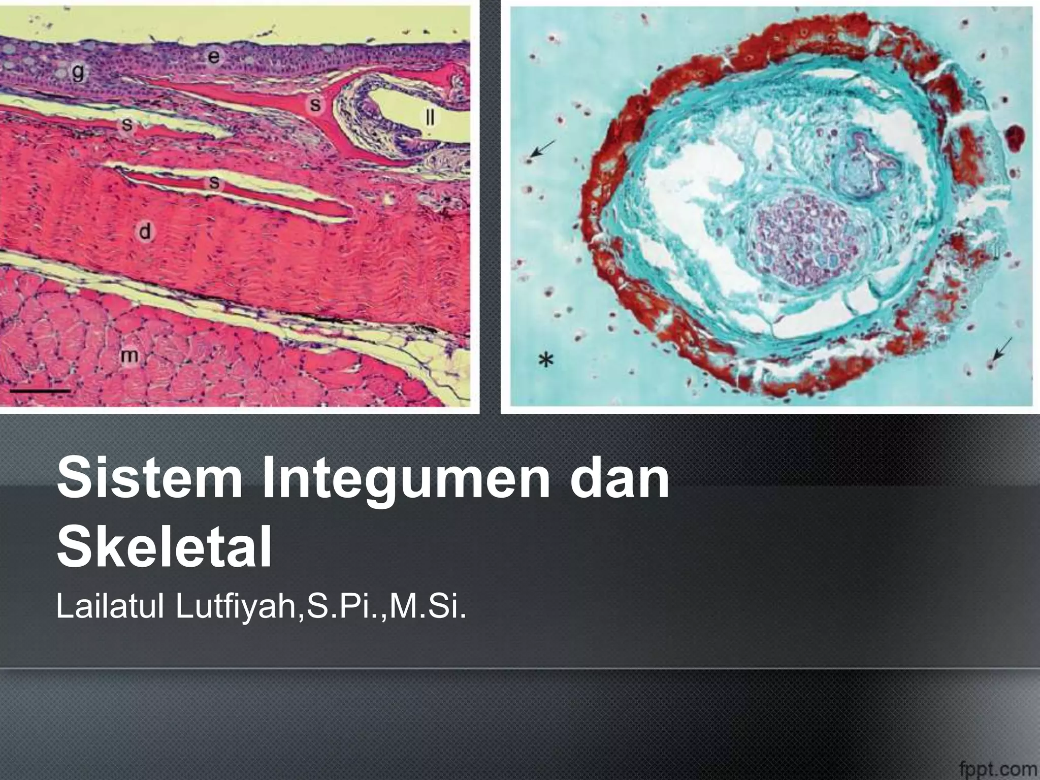 2_sistem integumen dan skeletal.ppt
