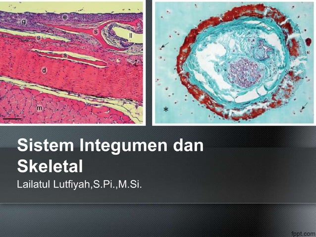 2_sistem integumen dan skeletal.ppt