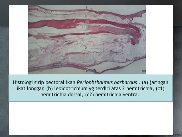 2_sistem integumen dan skeletal.ppt