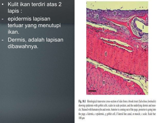 2_sistem integumen dan skeletal.ppt