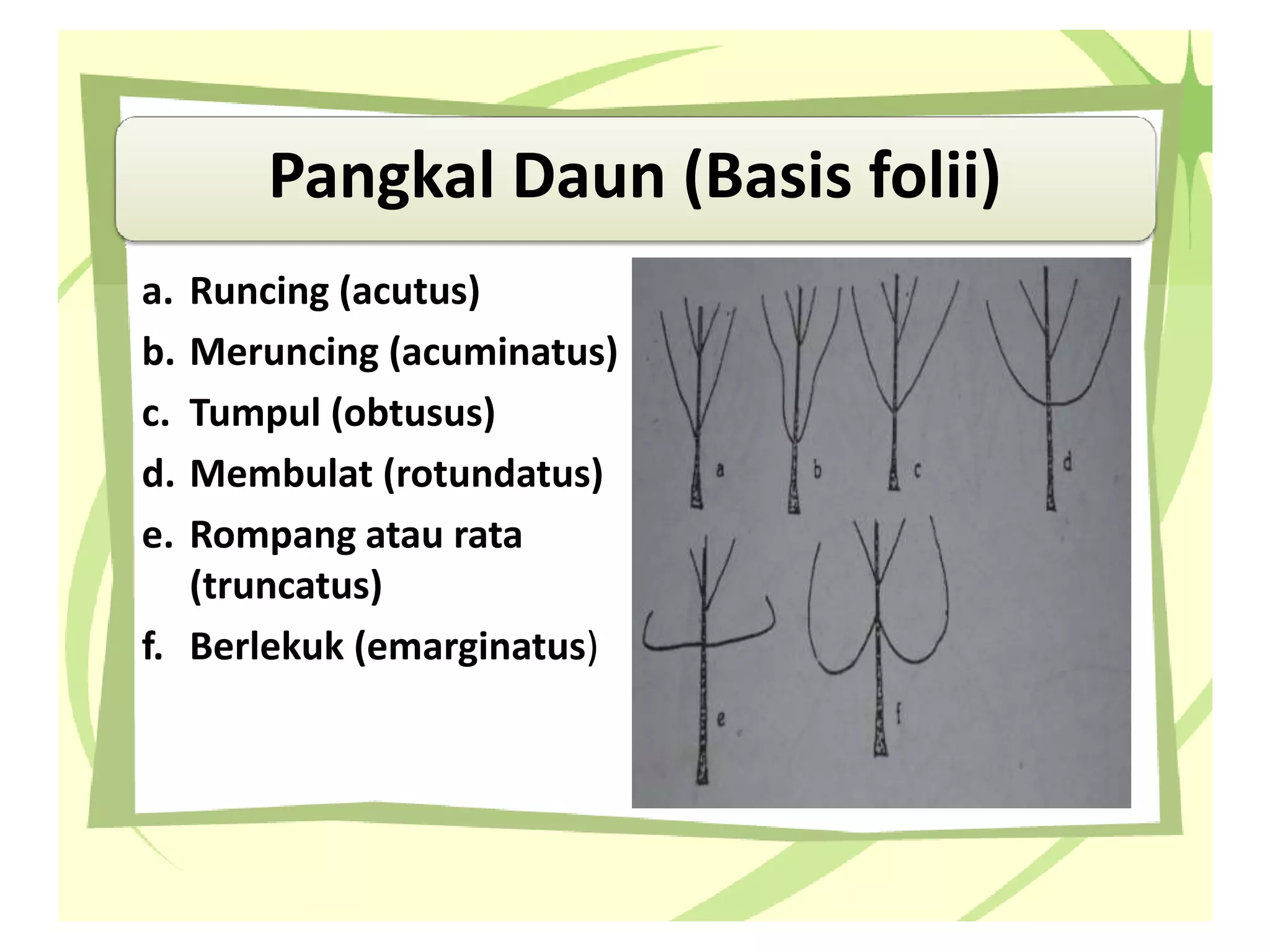 PPT Morfologi Tumbuhan - Bentuk Setiap Bagian Daun | PPTX