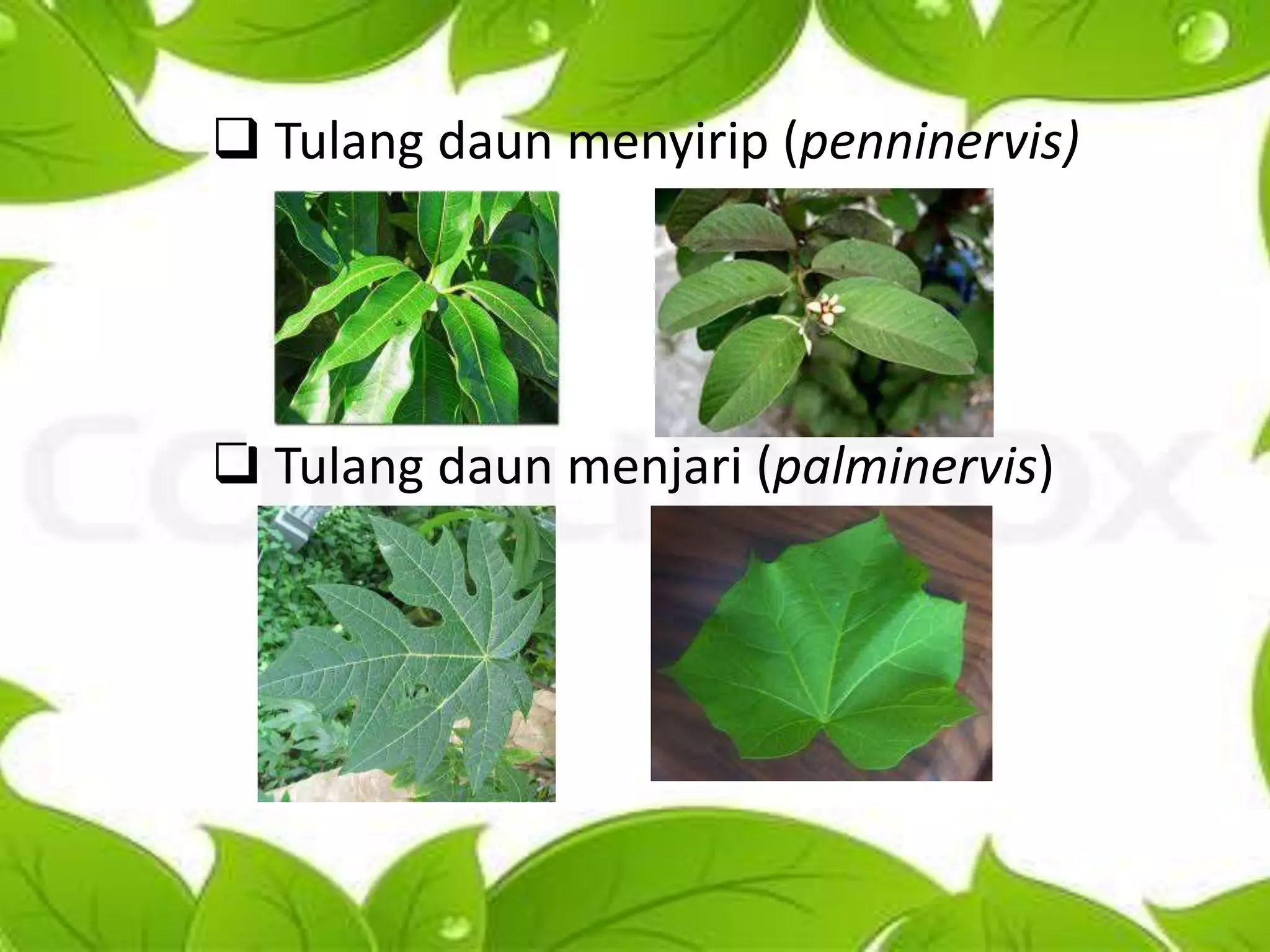 PPT Morfologi Tumbuhan - Bentuk Setiap Bagian Daun | PPTX