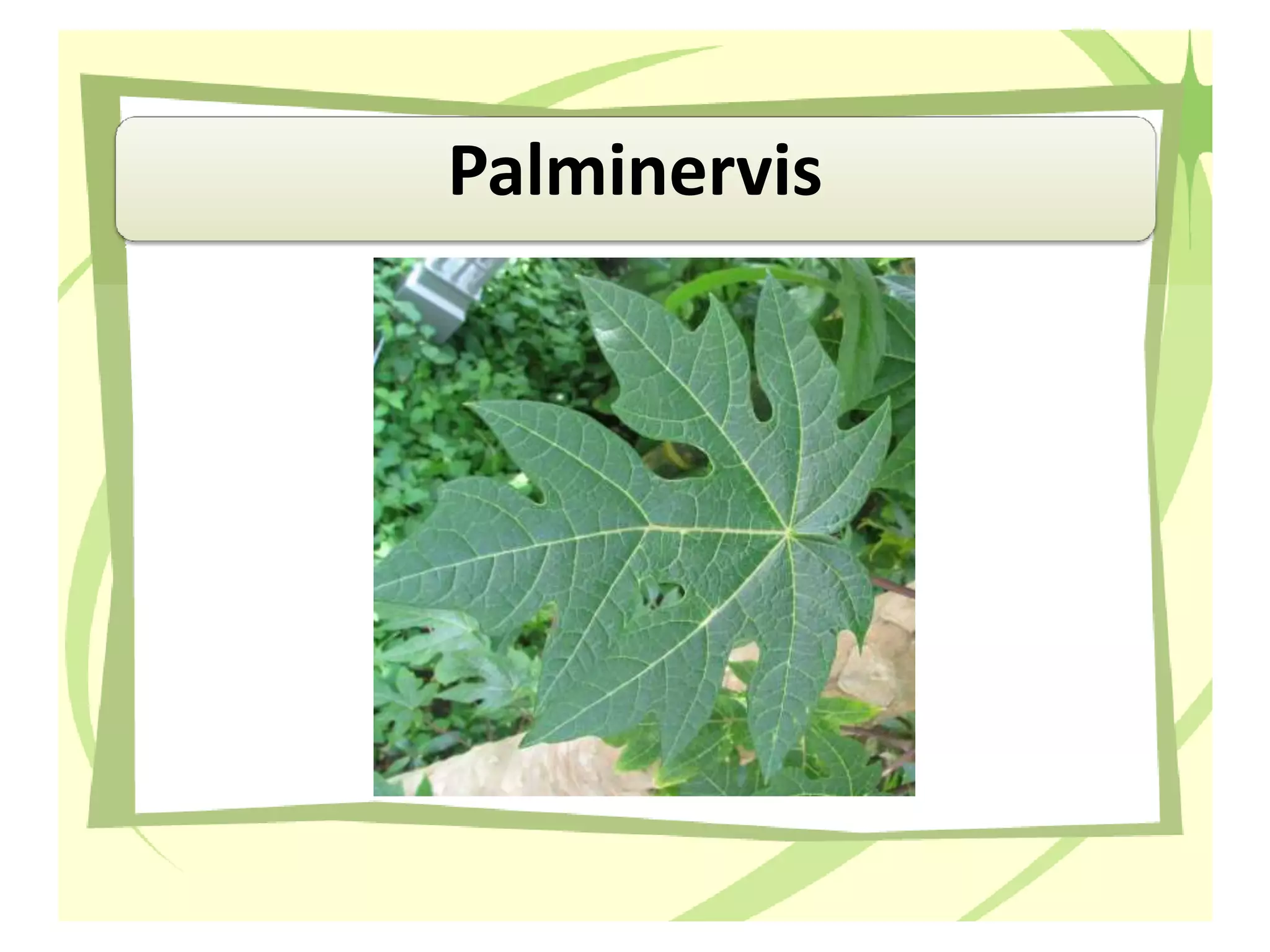 PPT Morfologi Tumbuhan - Bentuk Setiap Bagian Daun | PPTX