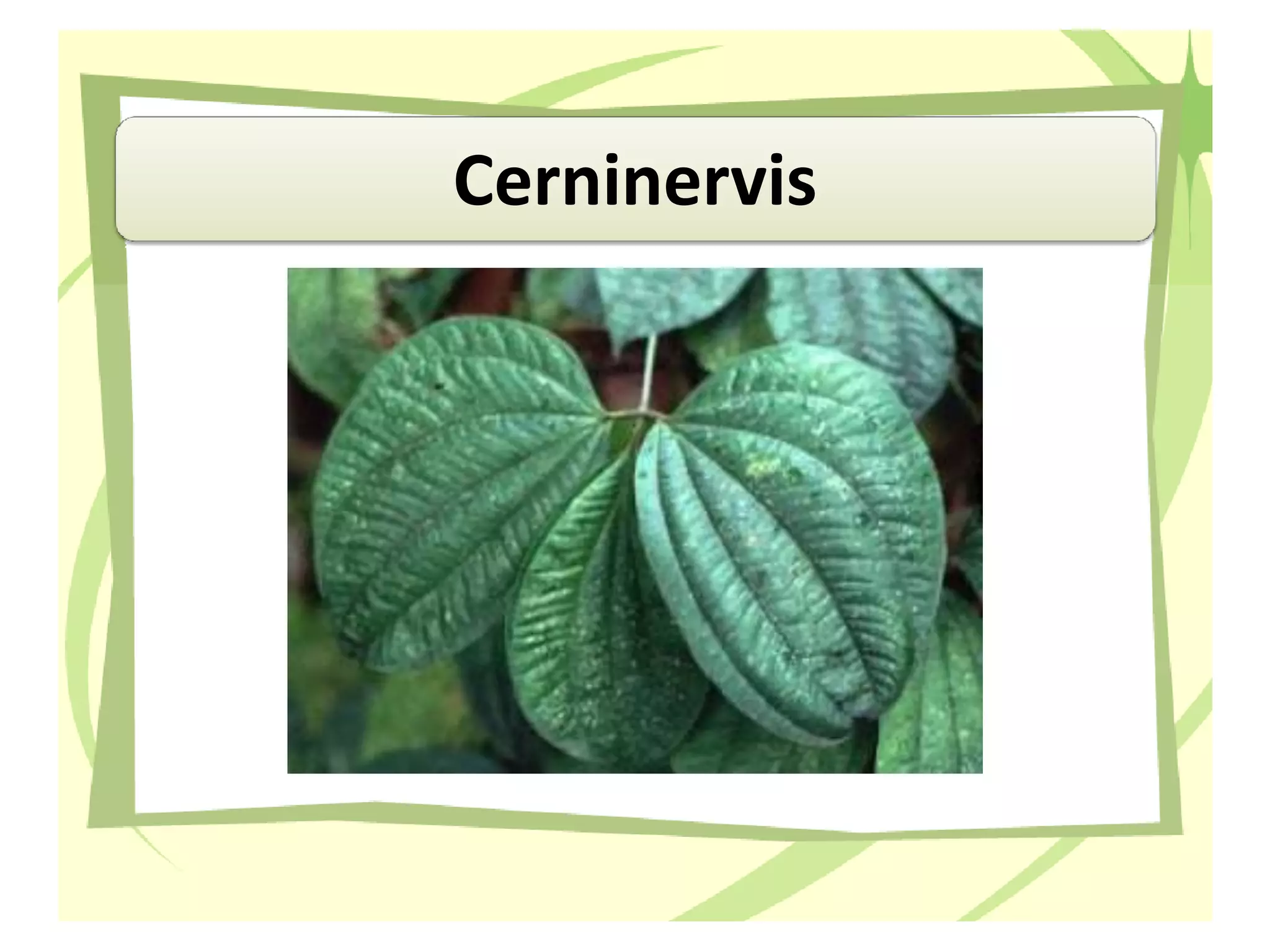 PPT Morfologi Tumbuhan - Bentuk Setiap Bagian Daun | PPTX