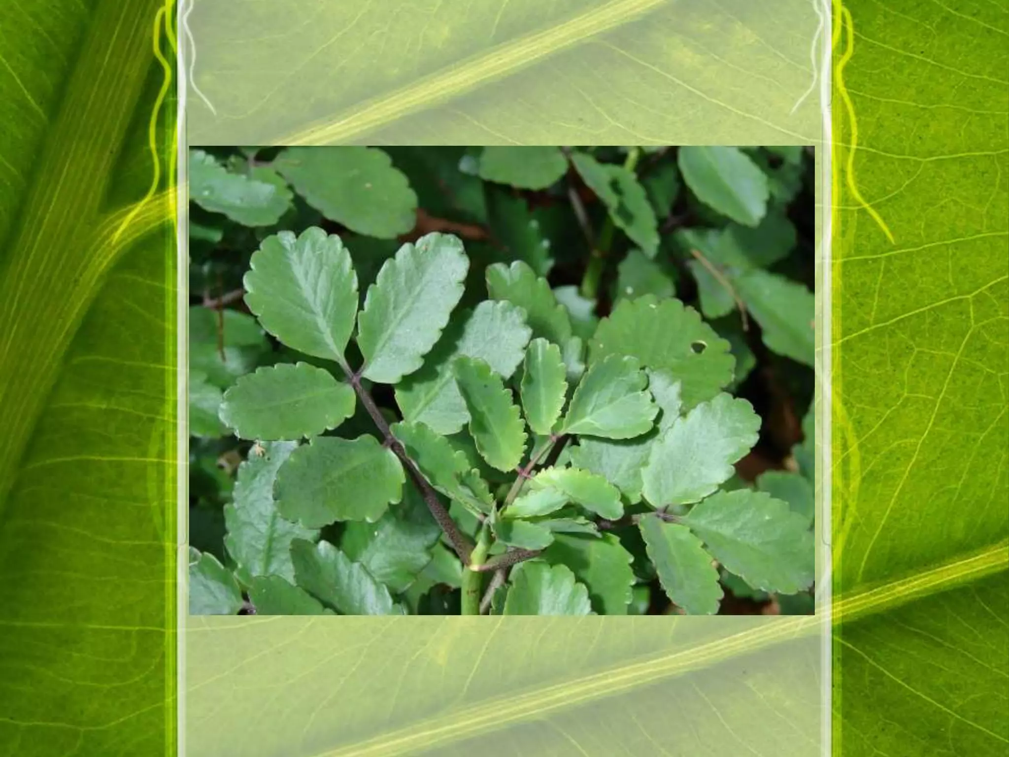 PPT Morfologi Tumbuhan - Bentuk Setiap Bagian Daun | PPTX