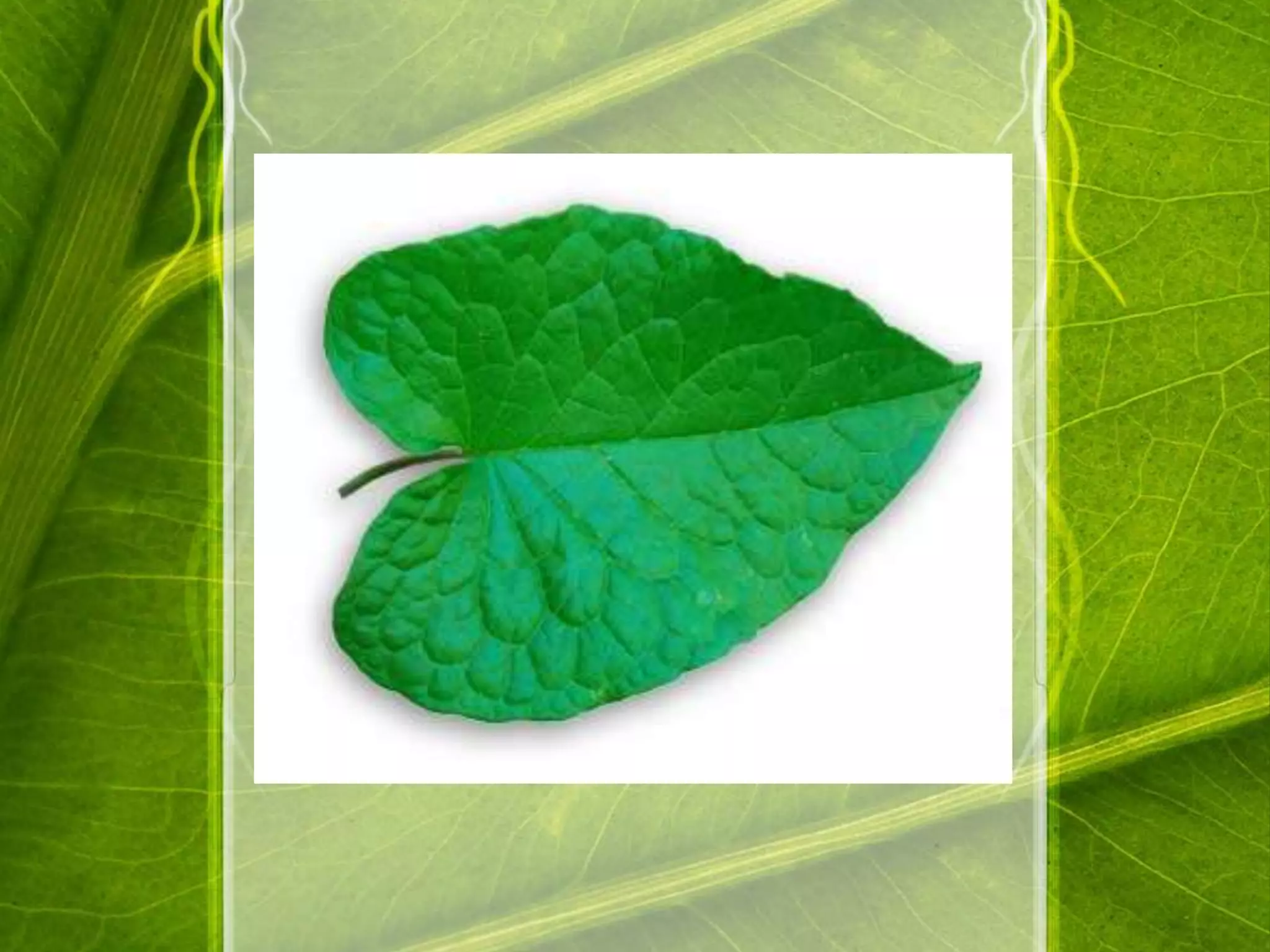 PPT Morfologi Tumbuhan - Bentuk Setiap Bagian Daun | PPTX