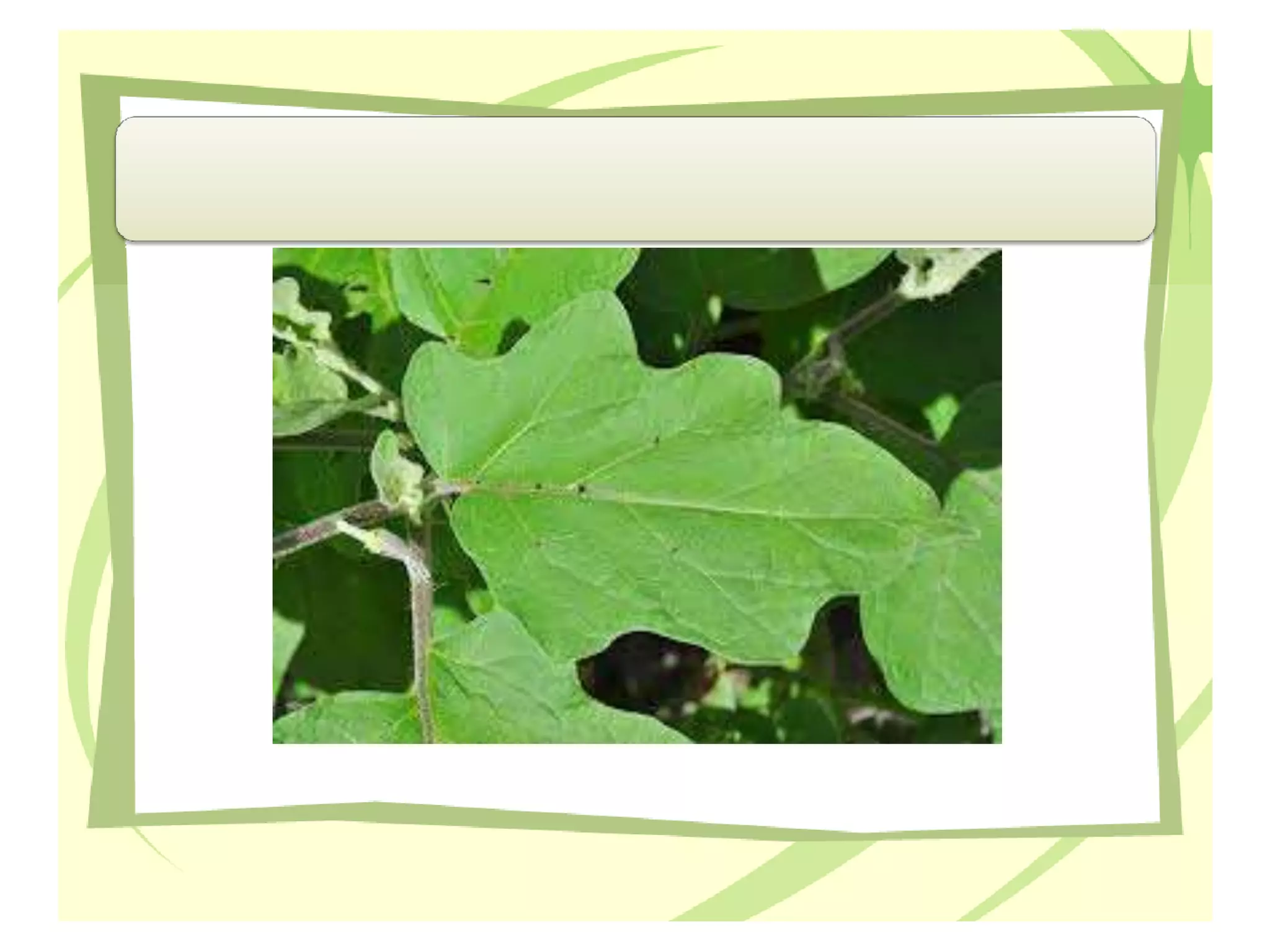 PPT Morfologi Tumbuhan - Bentuk Setiap Bagian Daun | PPTX