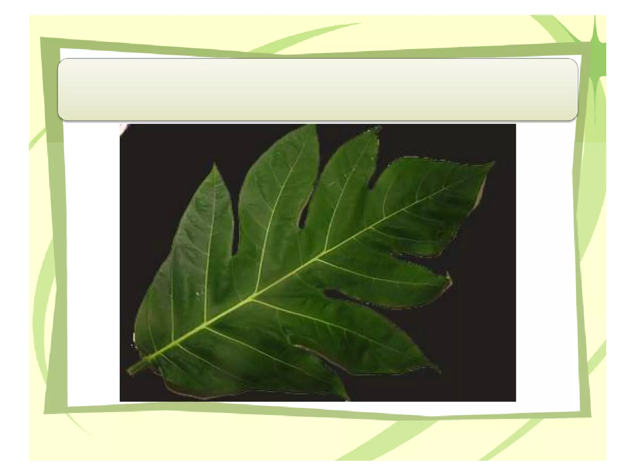 PPT Morfologi Tumbuhan - Bentuk Setiap Bagian Daun | PPTX