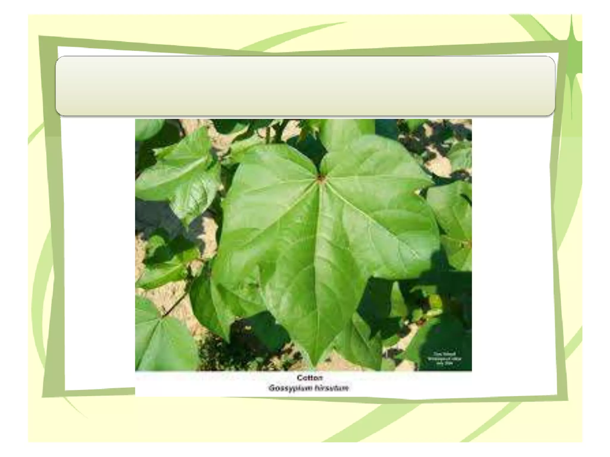 PPT Morfologi Tumbuhan - Bentuk Setiap Bagian Daun | PPTX