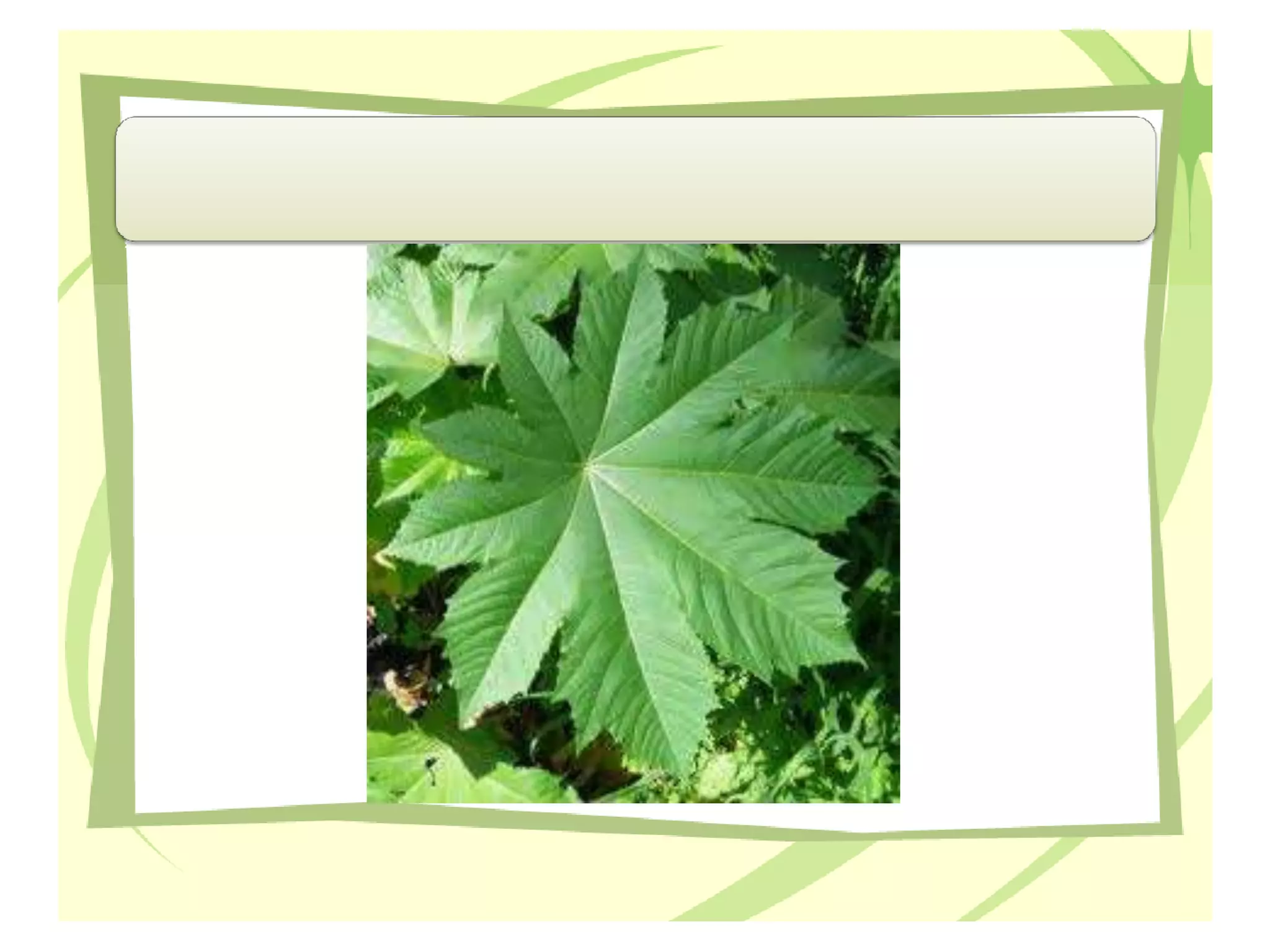 PPT Morfologi Tumbuhan - Bentuk Setiap Bagian Daun | PPTX