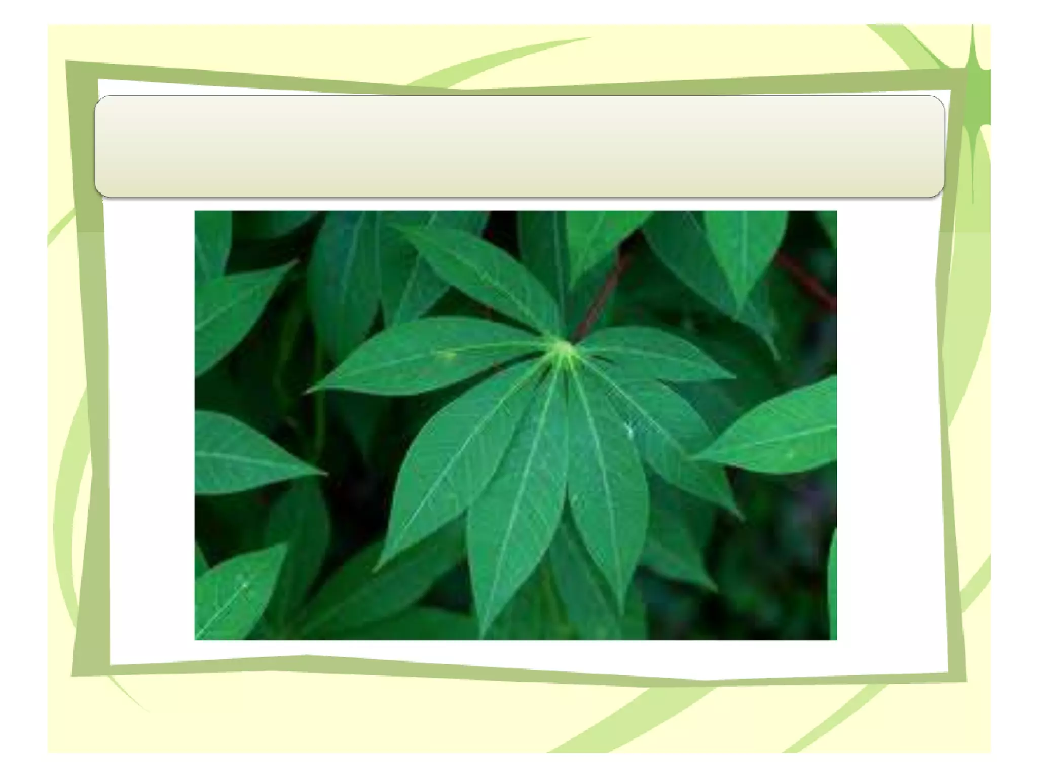 PPT Morfologi Tumbuhan - Bentuk Setiap Bagian Daun | PPTX