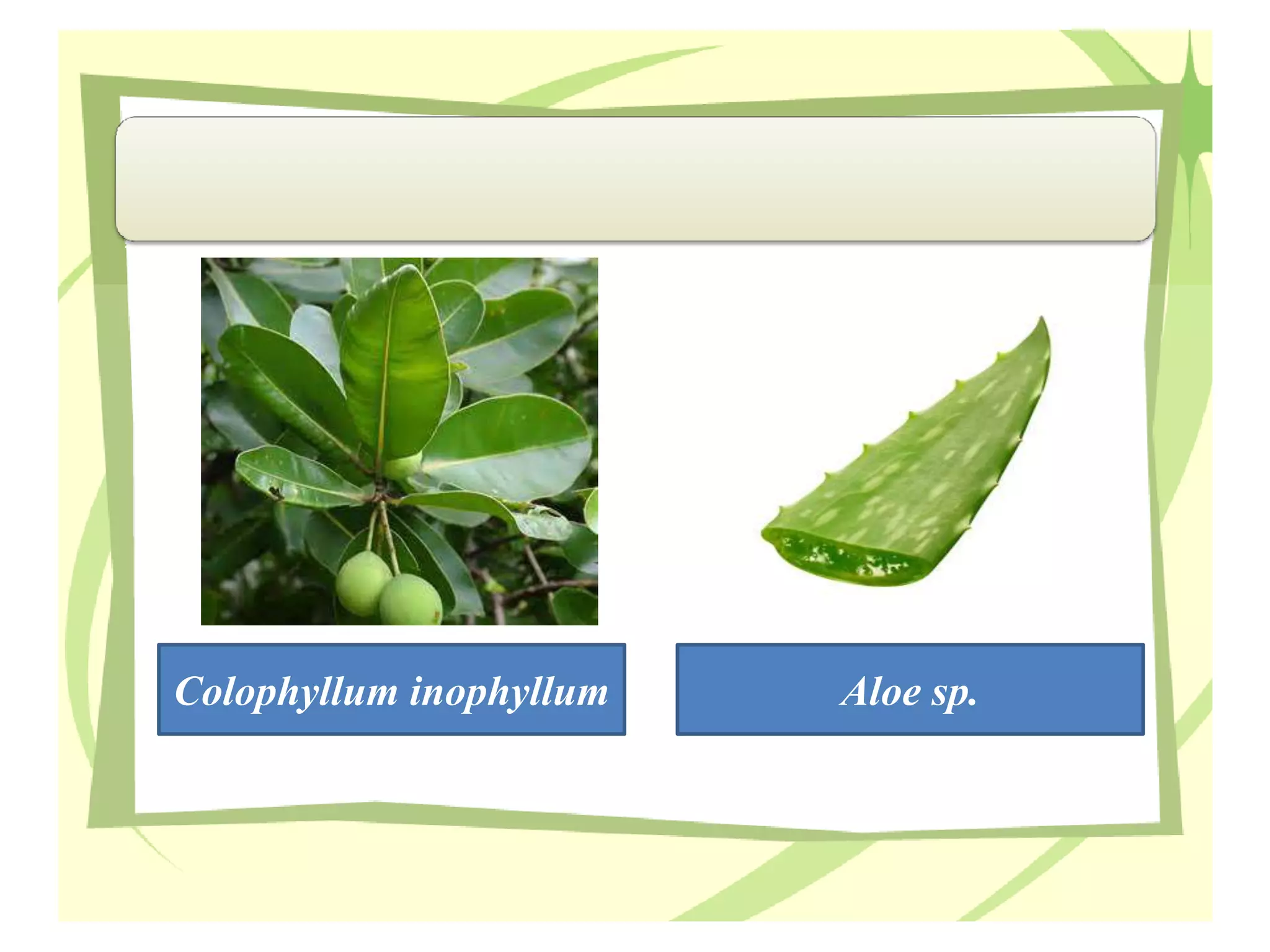 PPT Morfologi Tumbuhan - Bentuk Setiap Bagian Daun | PPTX