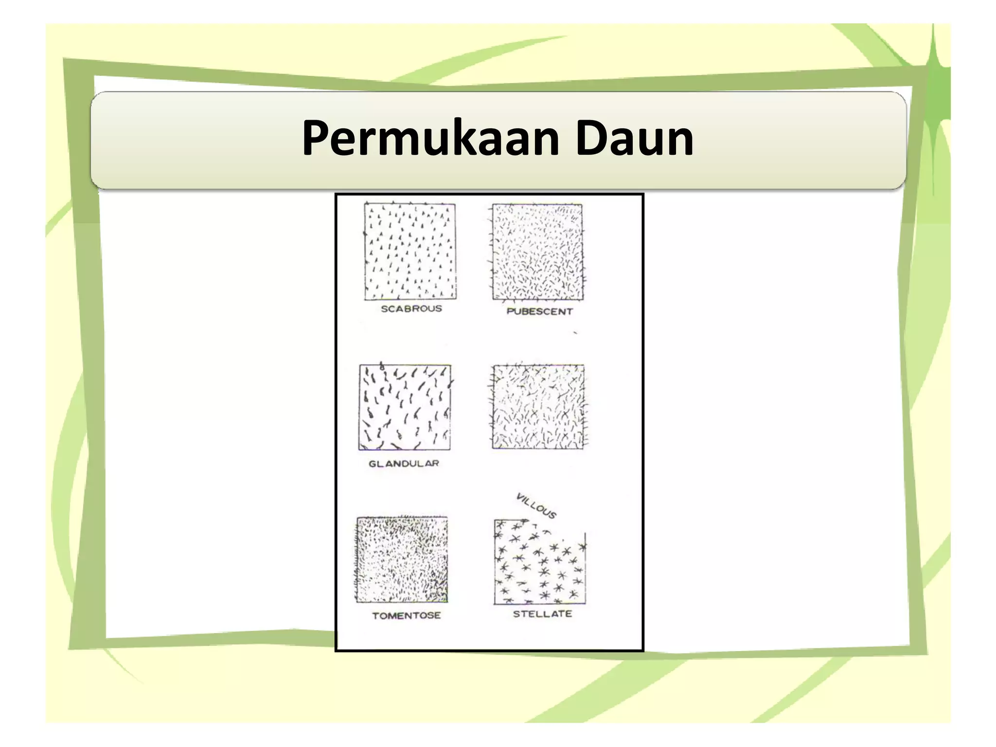 PPT Morfologi Tumbuhan - Bentuk Setiap Bagian Daun | PPTX
