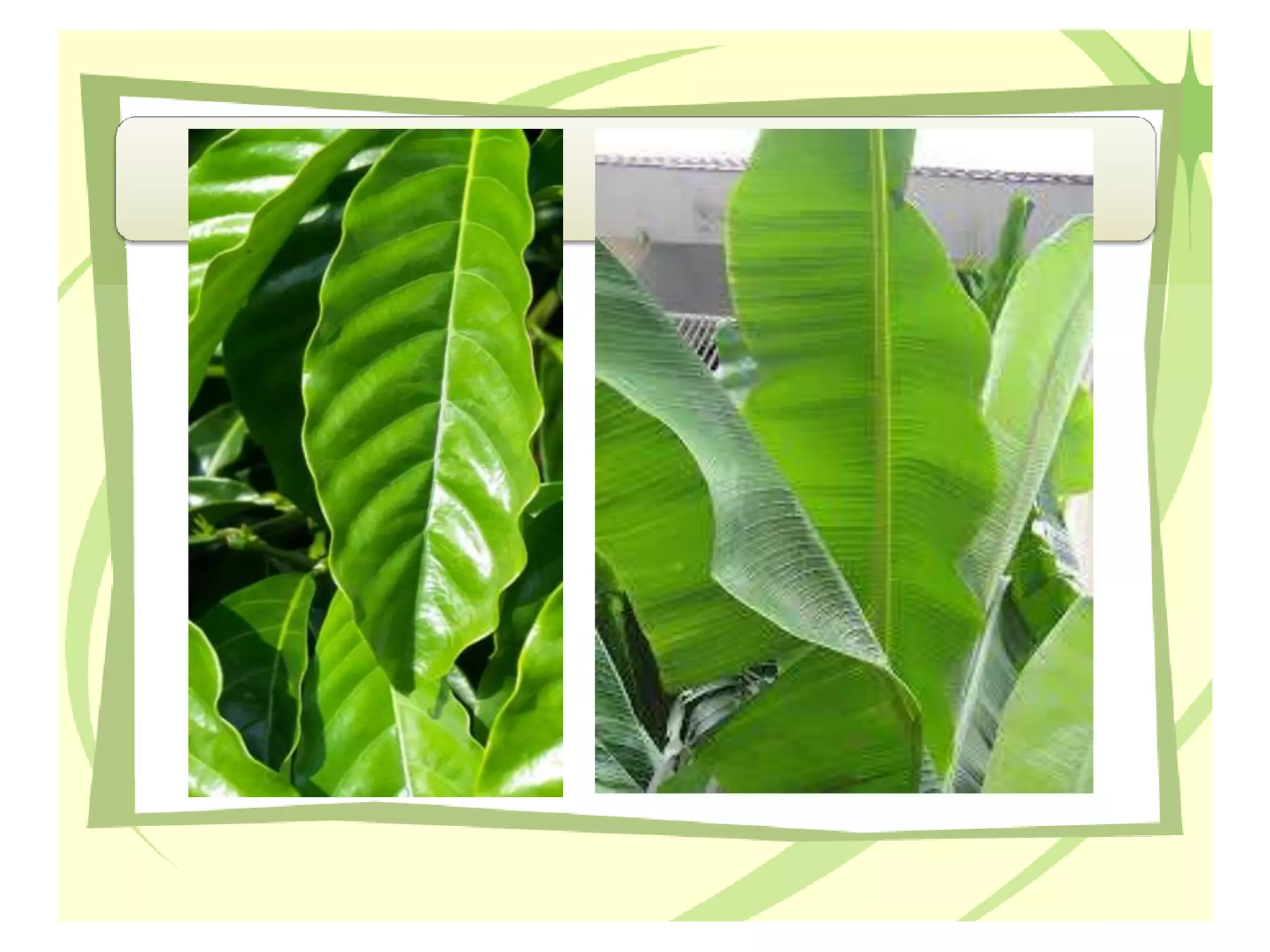 PPT Morfologi Tumbuhan - Bentuk Setiap Bagian Daun | PPTX