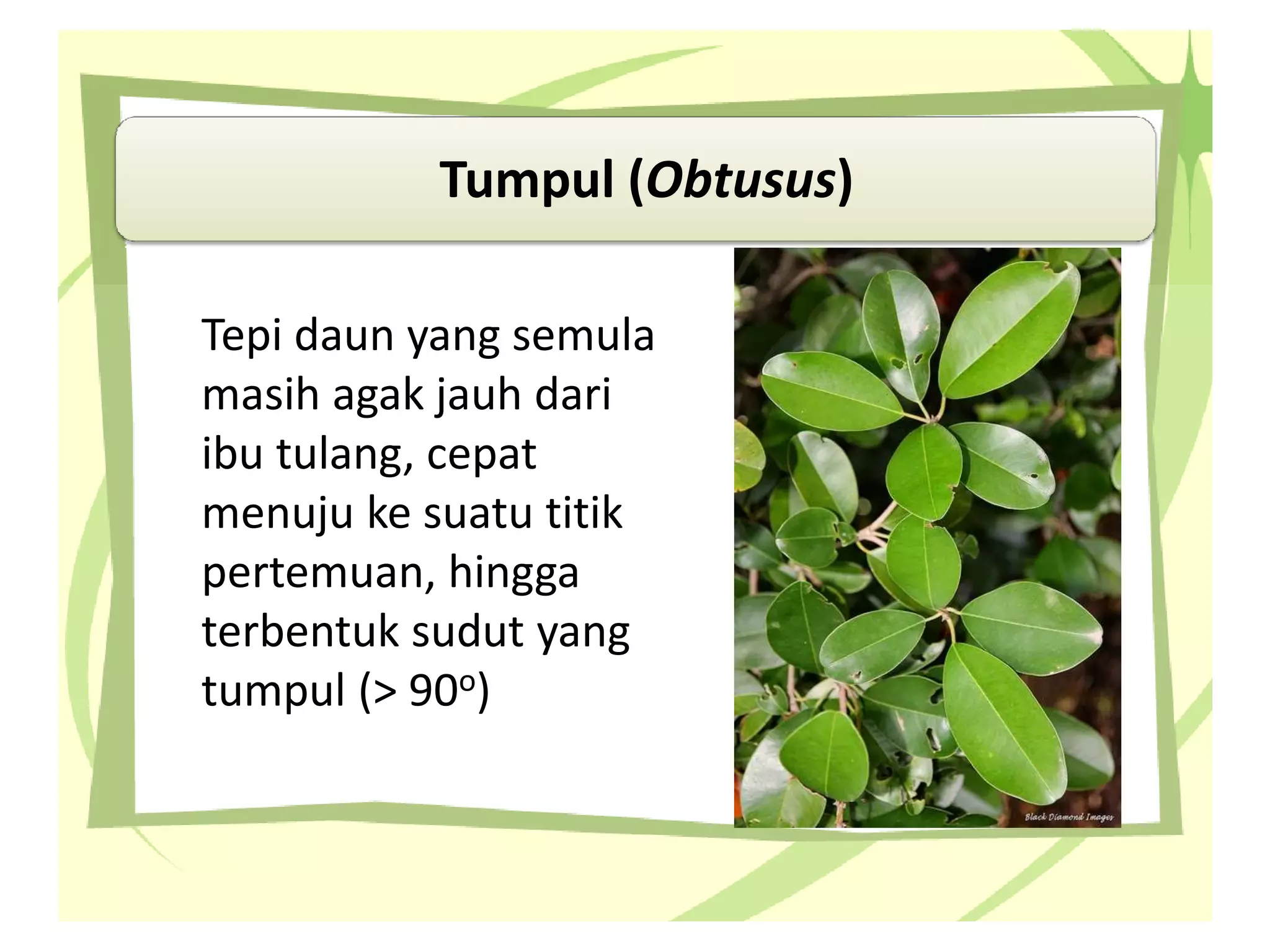 PPT Morfologi Tumbuhan - Bentuk Setiap Bagian Daun | PPTX