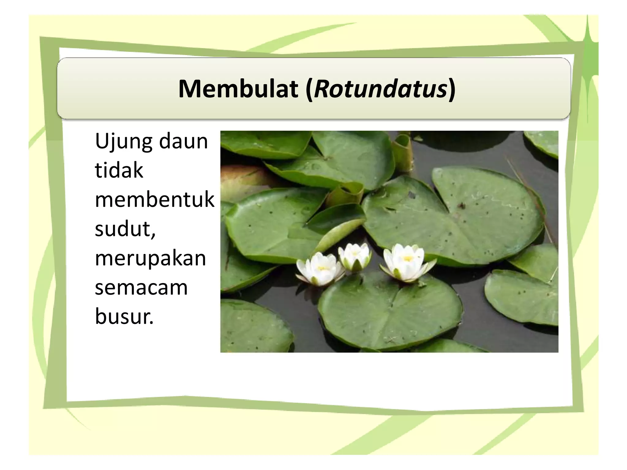PPT Morfologi Tumbuhan - Bentuk Setiap Bagian Daun | PPTX