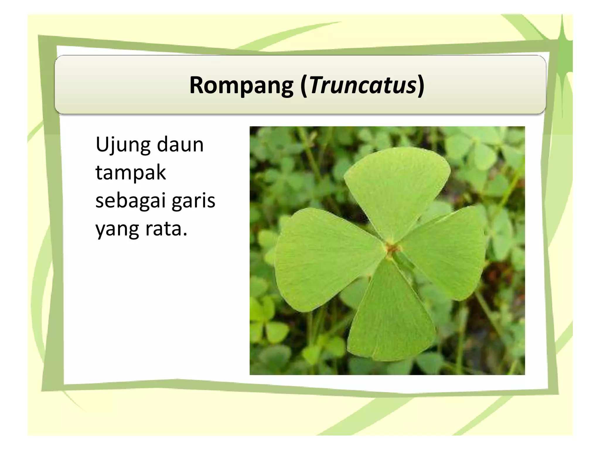 PPT Morfologi Tumbuhan - Bentuk Setiap Bagian Daun | PPTX