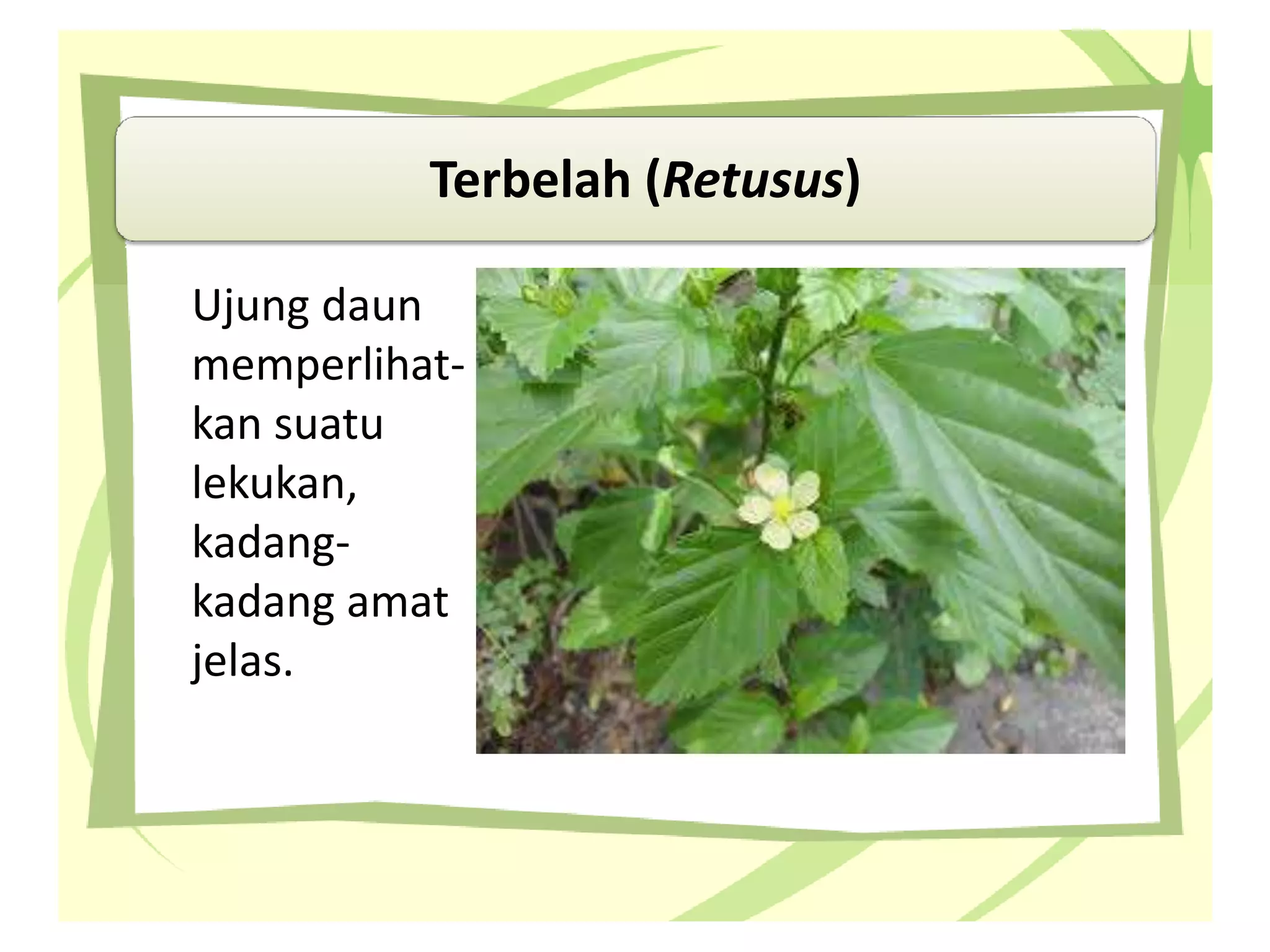 PPT Morfologi Tumbuhan - Bentuk Setiap Bagian Daun | PPTX