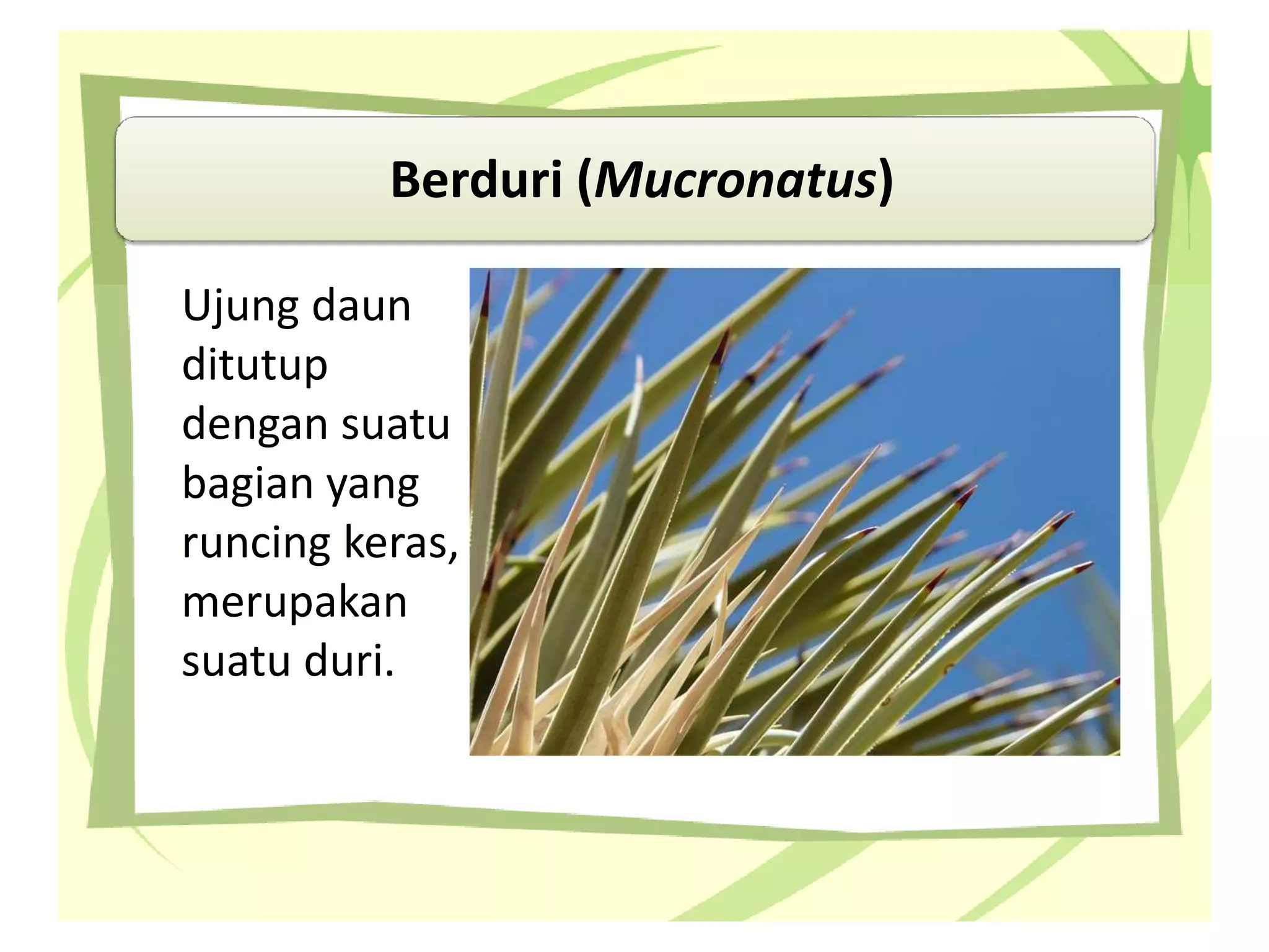 PPT Morfologi Tumbuhan - Bentuk Setiap Bagian Daun | PPTX