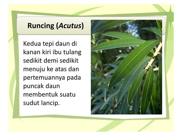 PPT Morfologi Tumbuhan - Bentuk Setiap Bagian Daun | PPTX