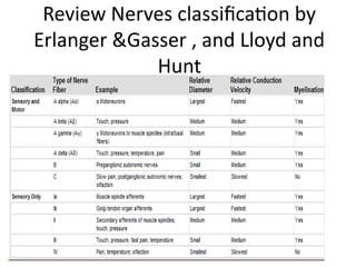 2_somatosensory system human physiology.pptx