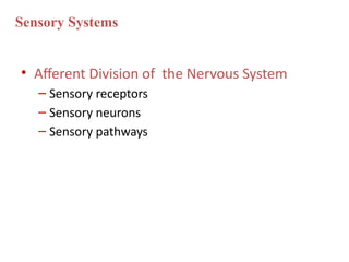 2_somatosensory system human physiology.pptx