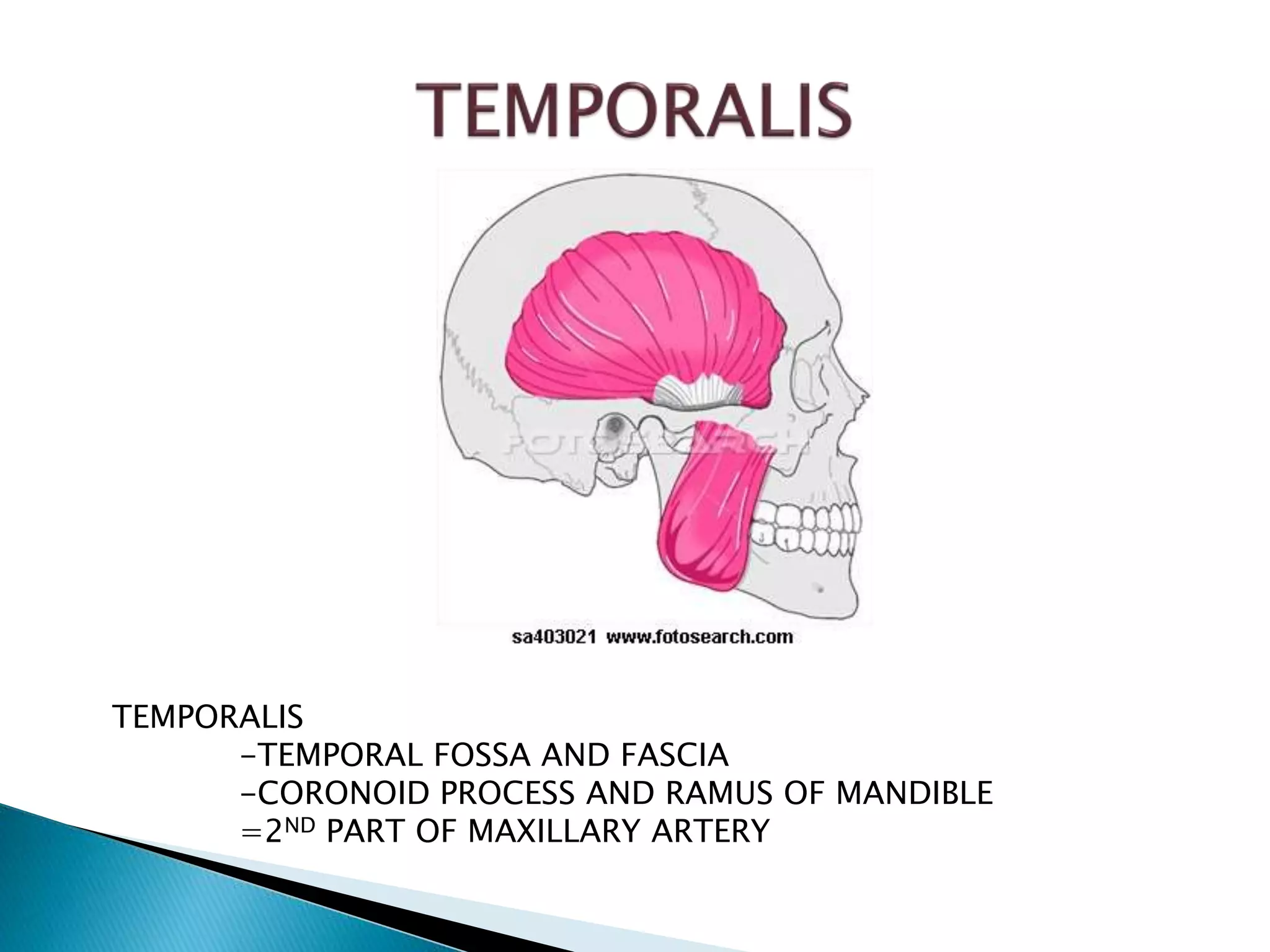 SPACES OF HEAD AND NECK | PPTX