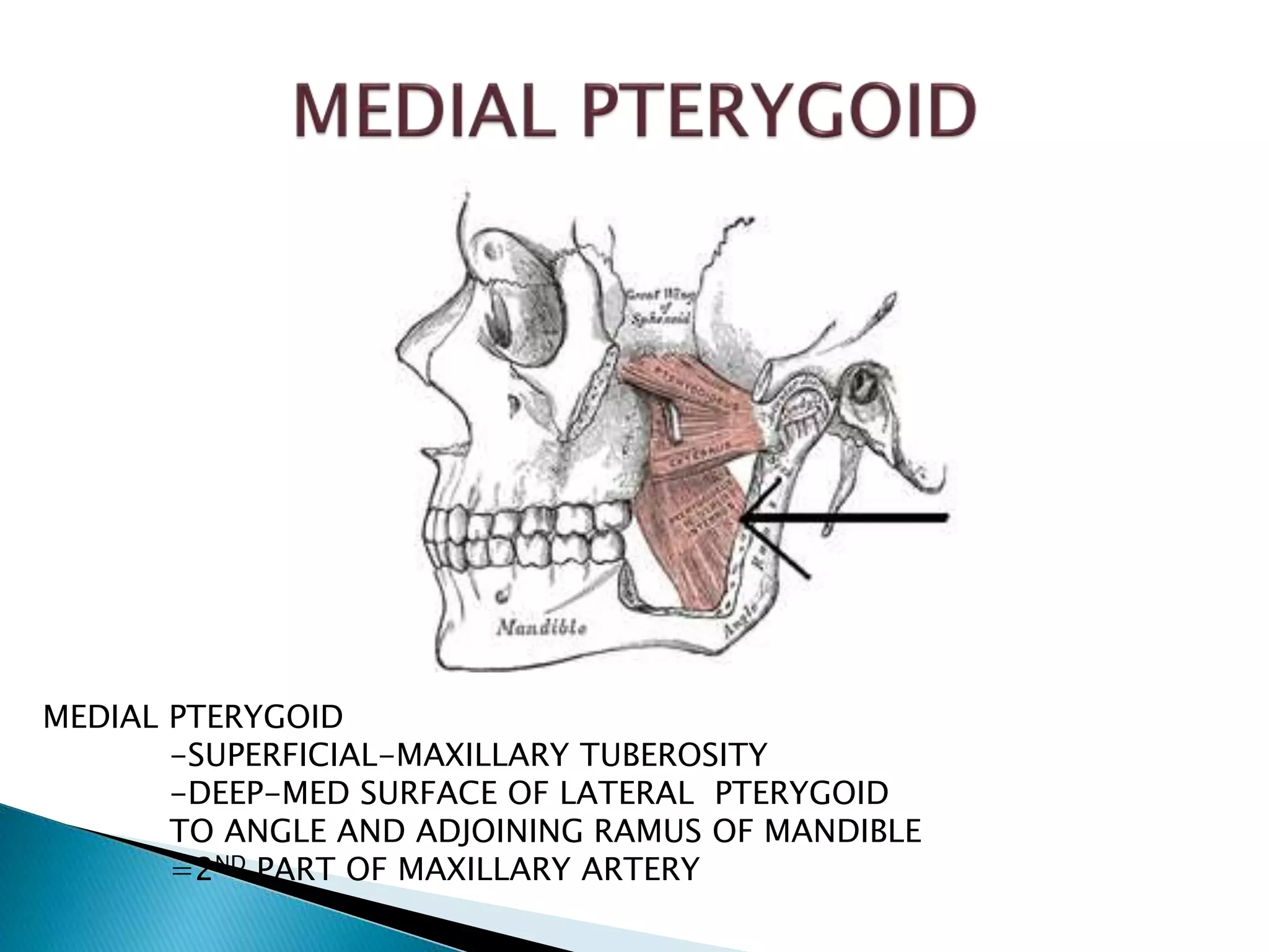 SPACES OF HEAD AND NECK | PPTX