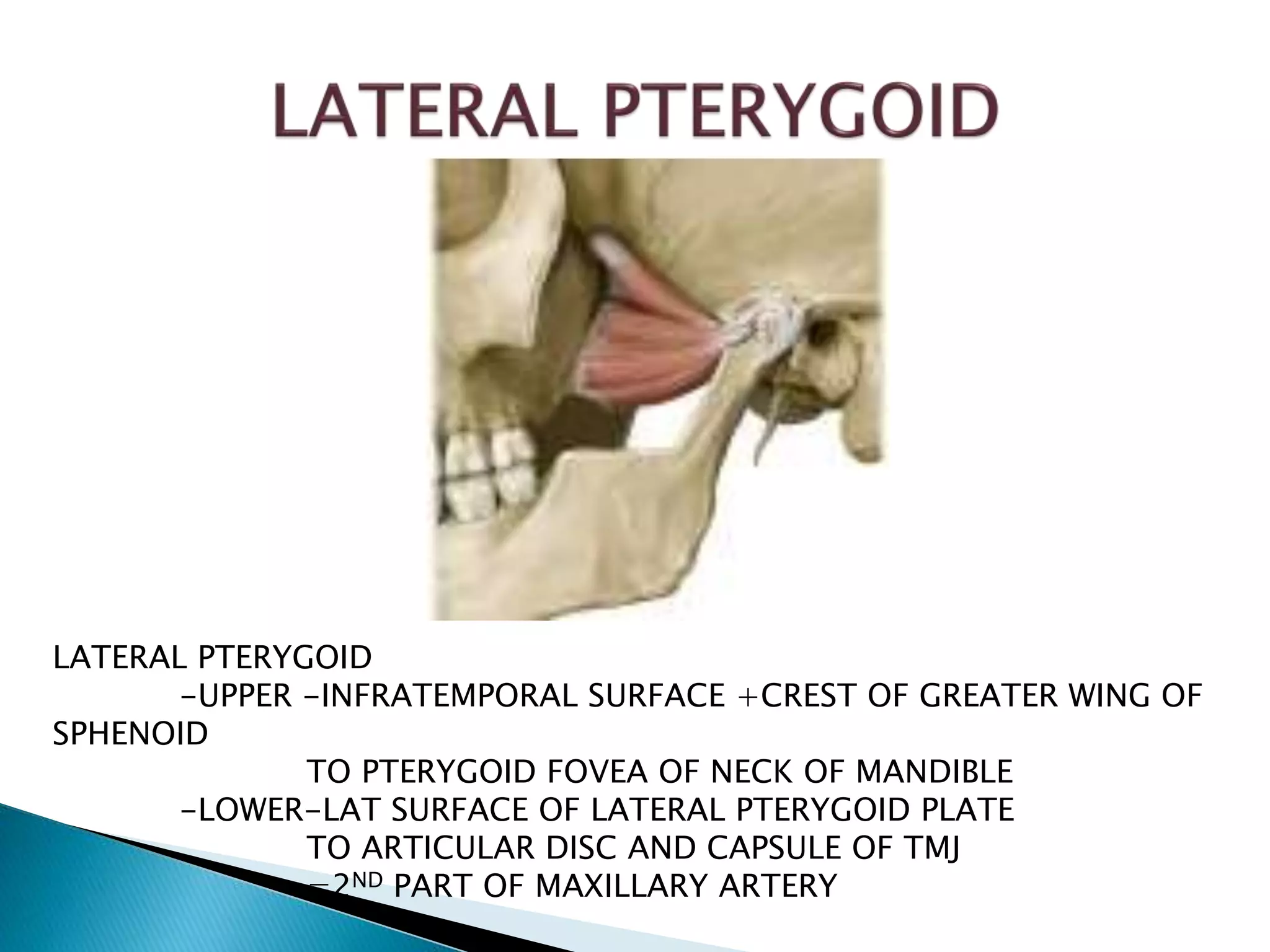 SPACES OF HEAD AND NECK | PPTX