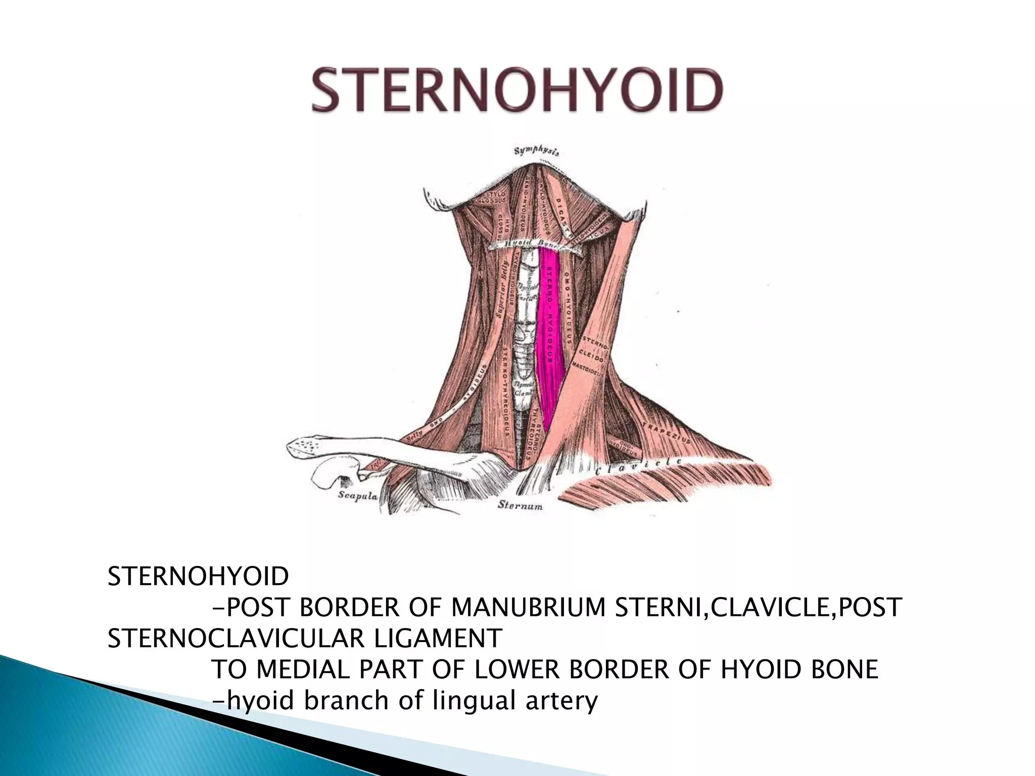 SPACES OF HEAD AND NECK | PPTX