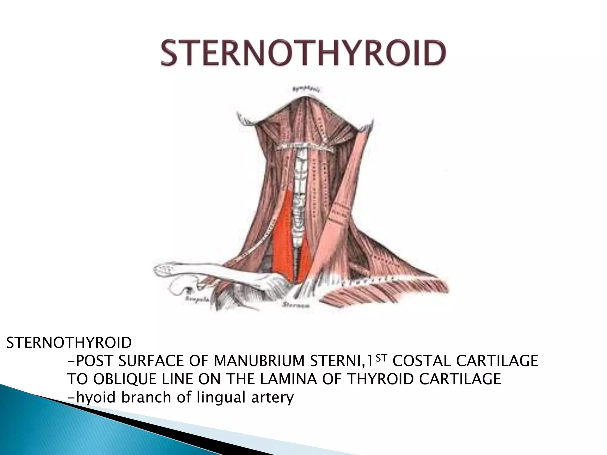 SPACES OF HEAD AND NECK | PPTX