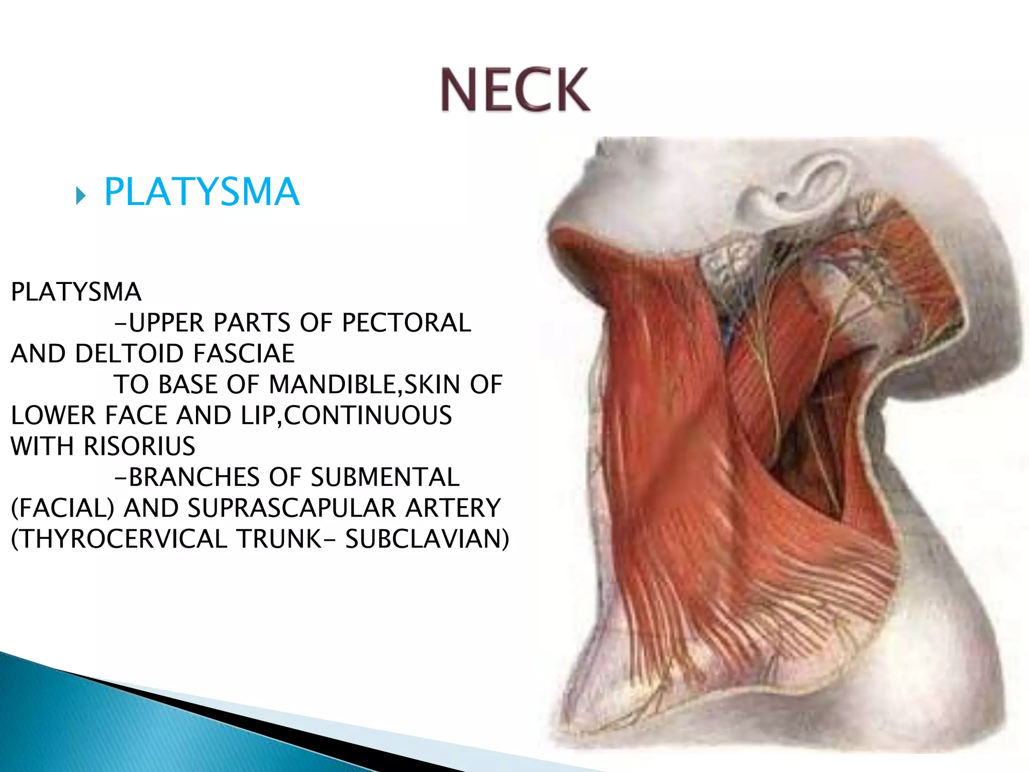SPACES OF HEAD AND NECK | PPTX
