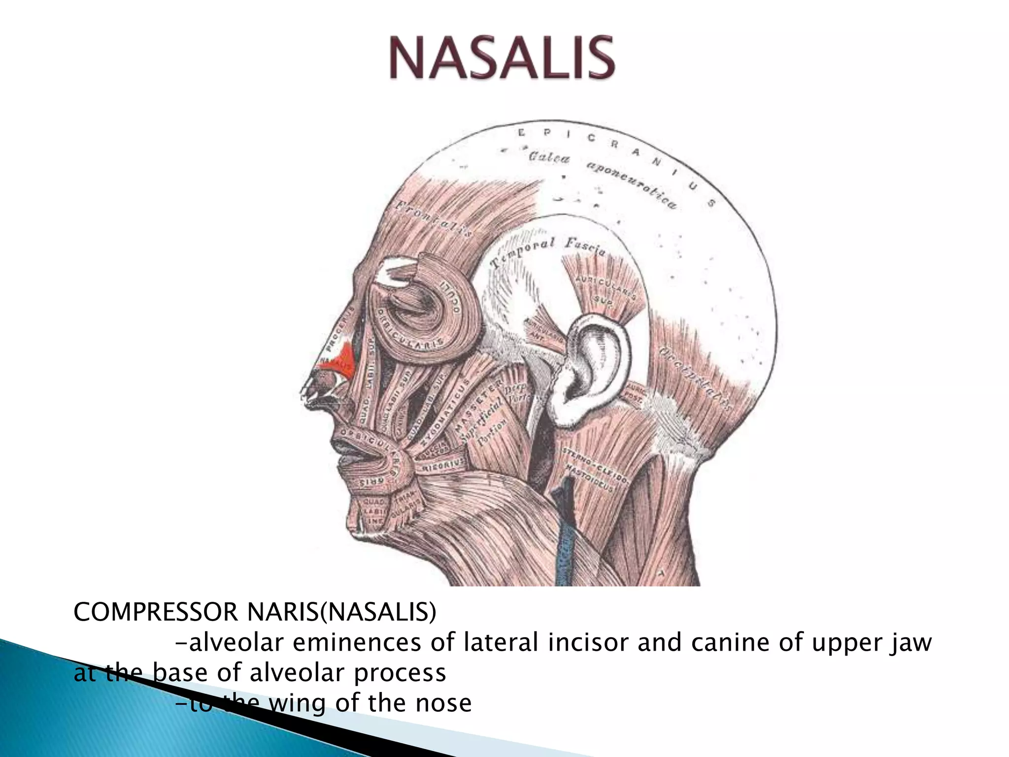 SPACES OF HEAD AND NECK | PPTX