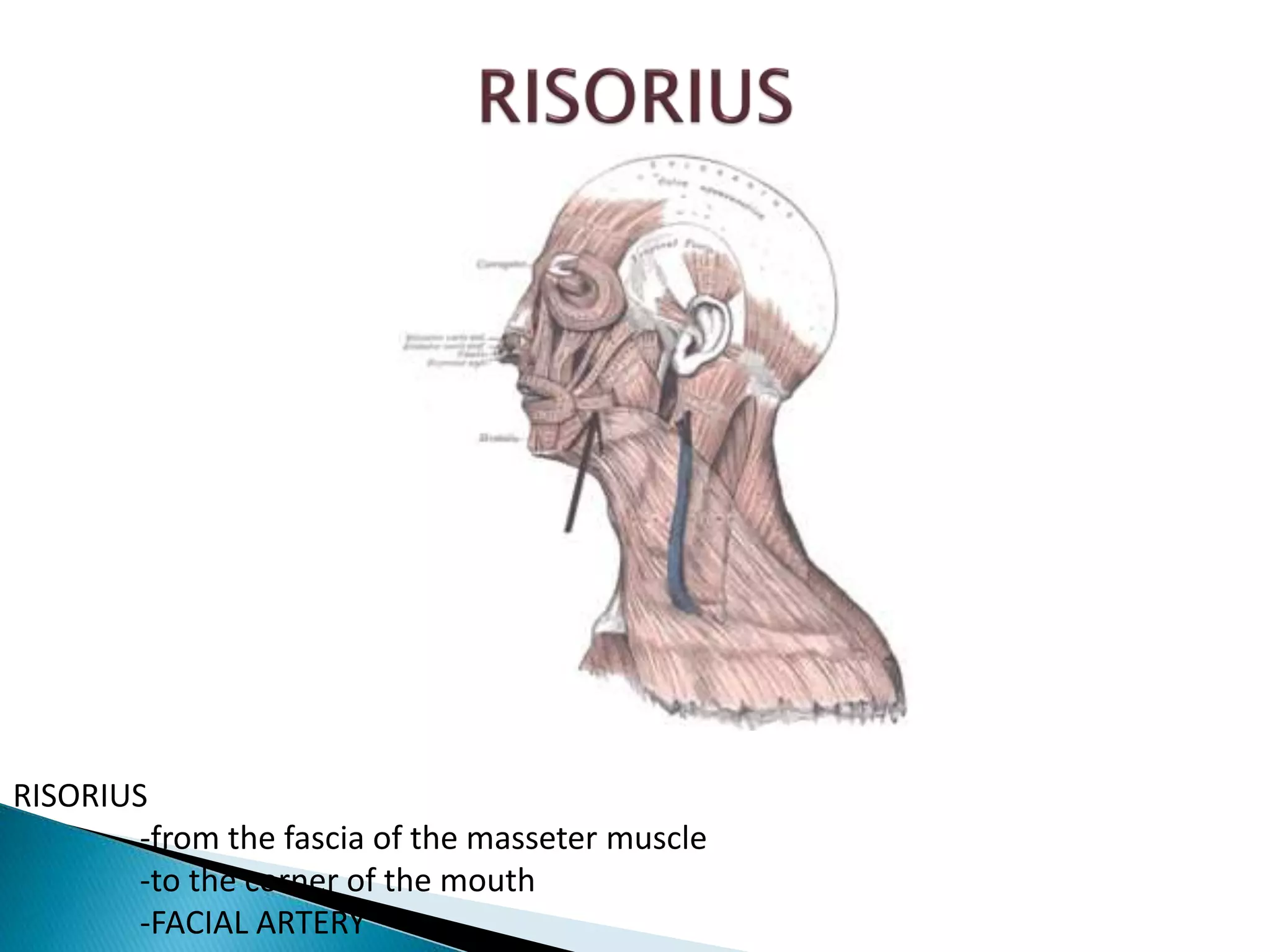 SPACES OF HEAD AND NECK | PPTX