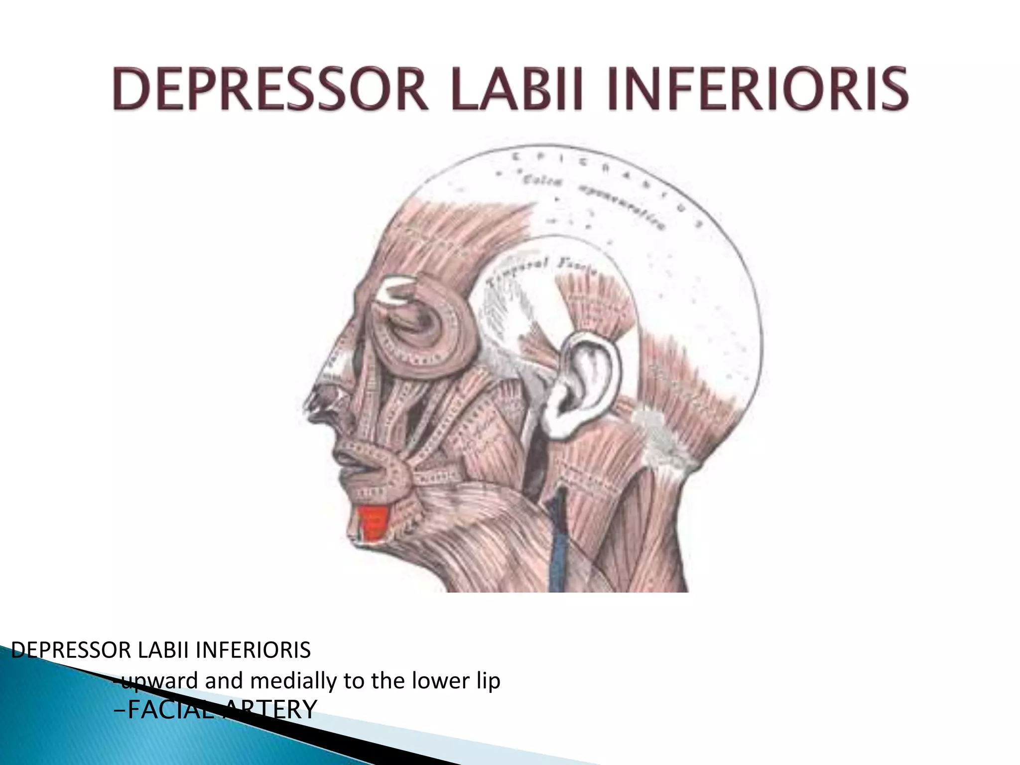 SPACES OF HEAD AND NECK | PPTX